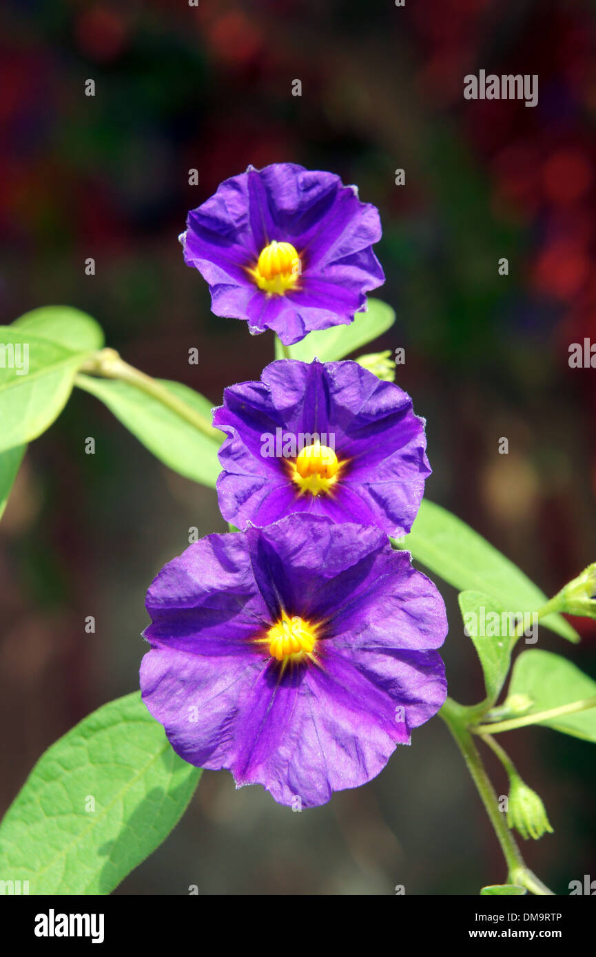 field bindweed - flowers in Greece Stock Photo - Alamy
