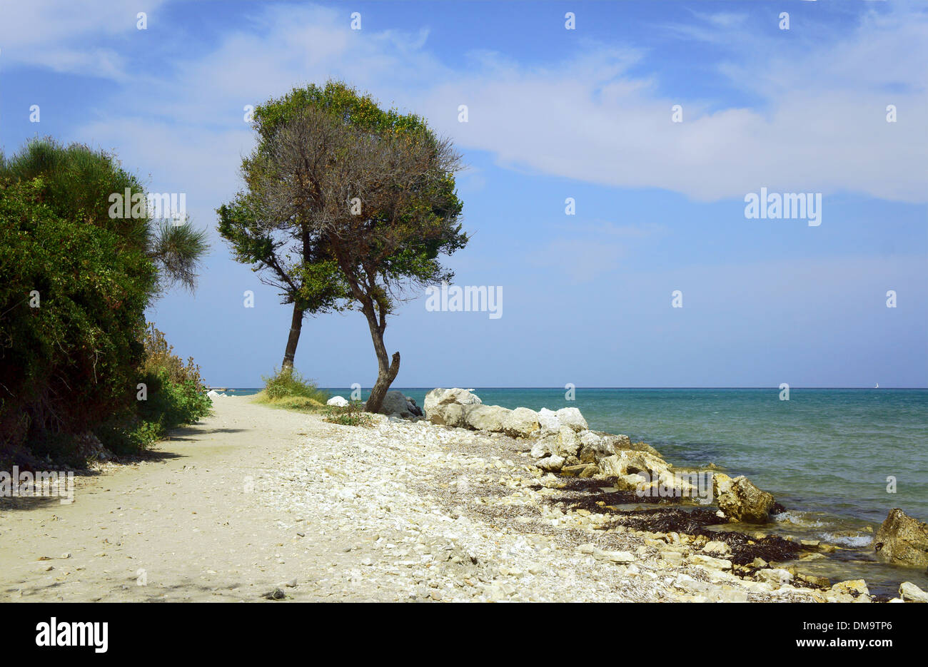 Tree shore sea hi-res stock photography and images - Alamy