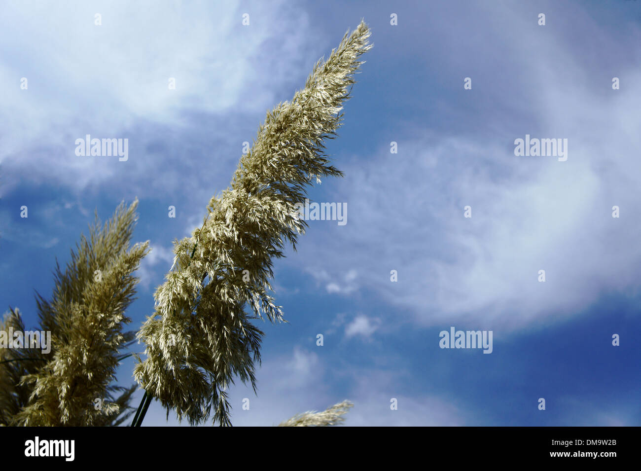 Clump of reeds hi-res stock photography and images - Alamy