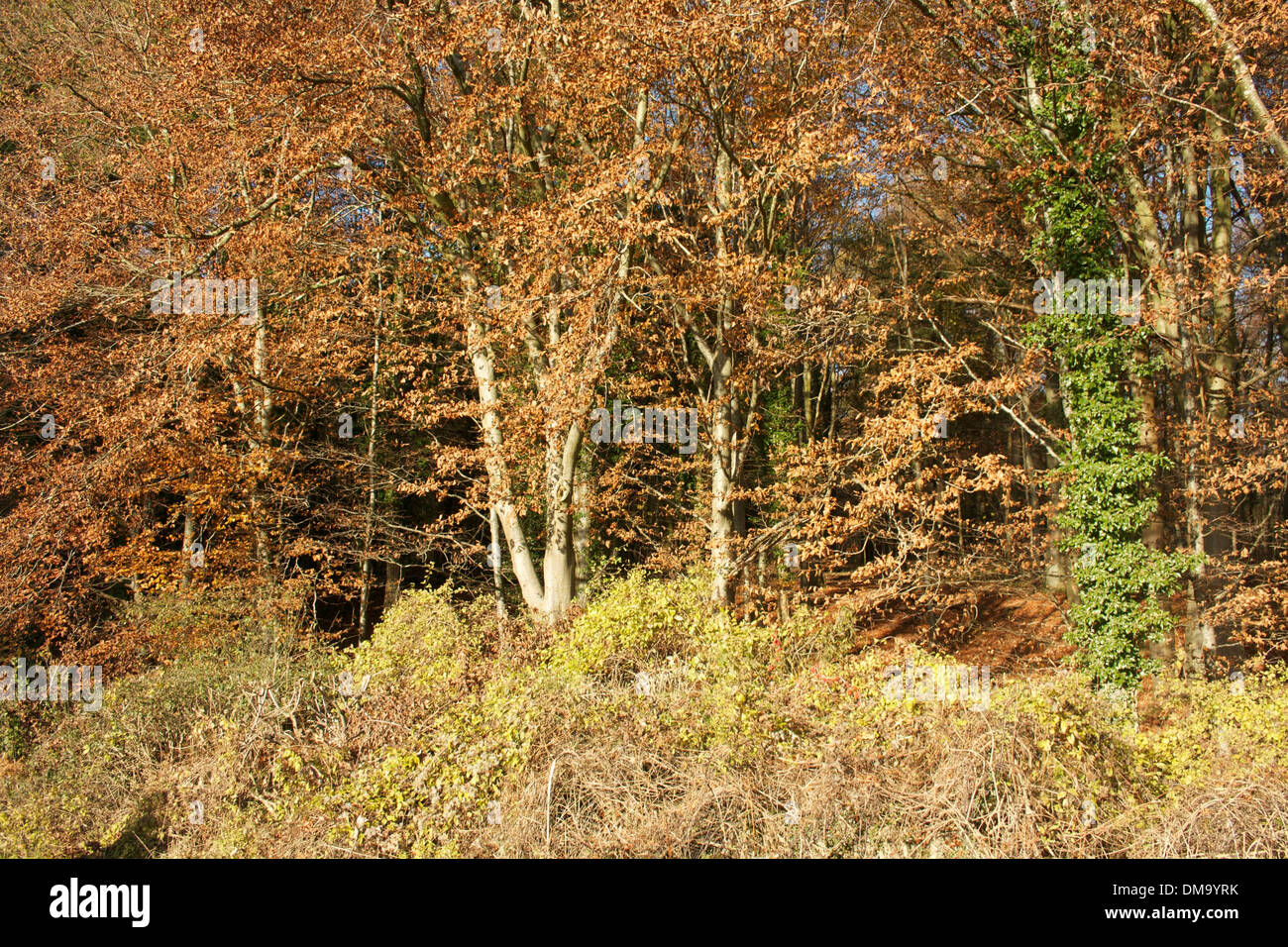 Autumn Trees Uk High Resolution Stock Photography and Images - Alamy
