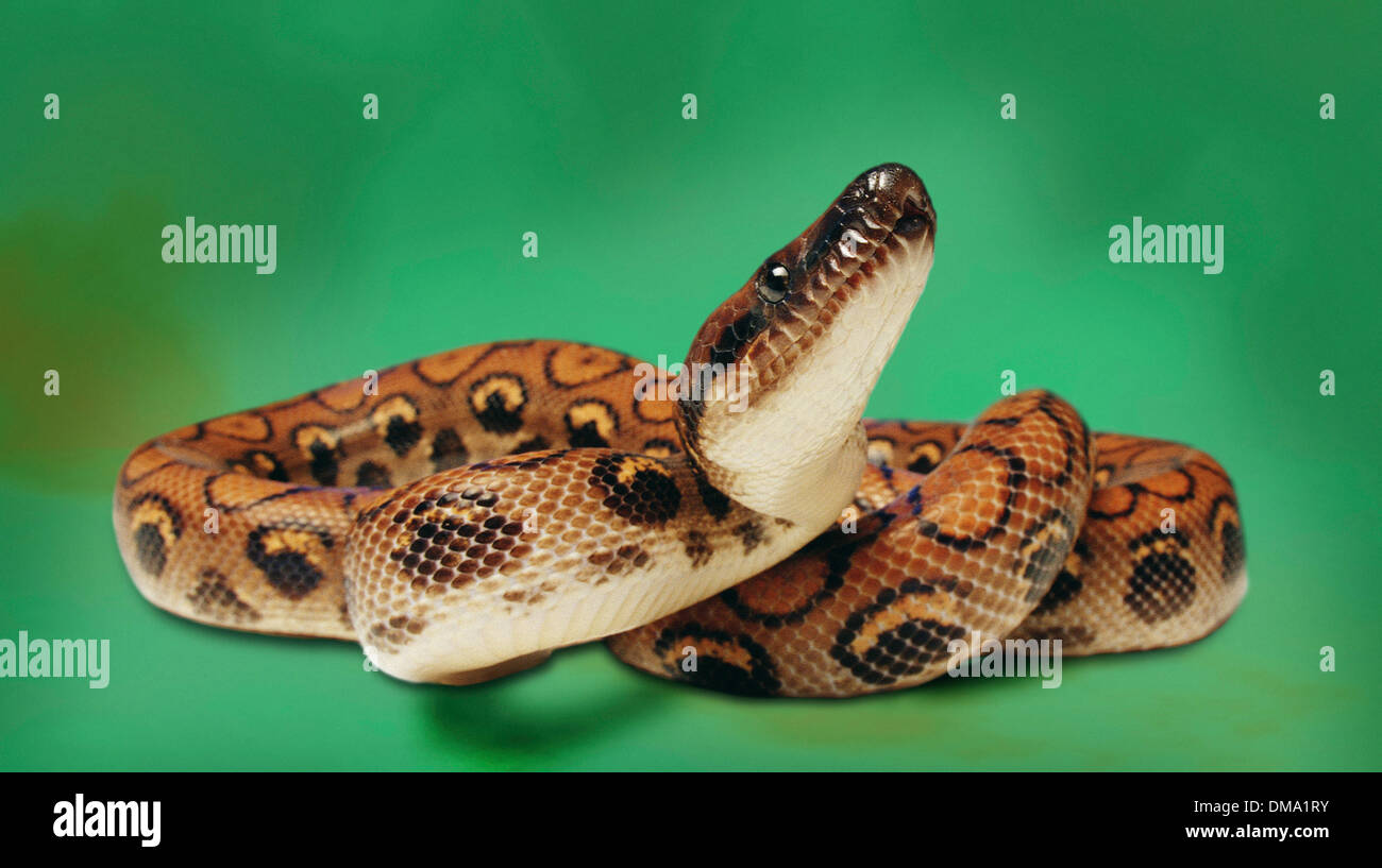 Rainbow boa constrictor hi-res stock photography and images - Alamy