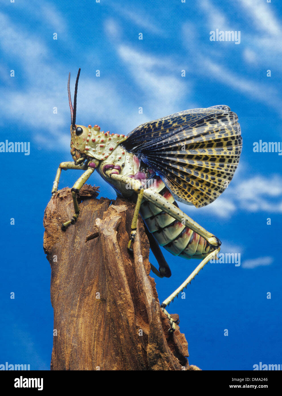 Locust with wings Stock Photo - Alamy