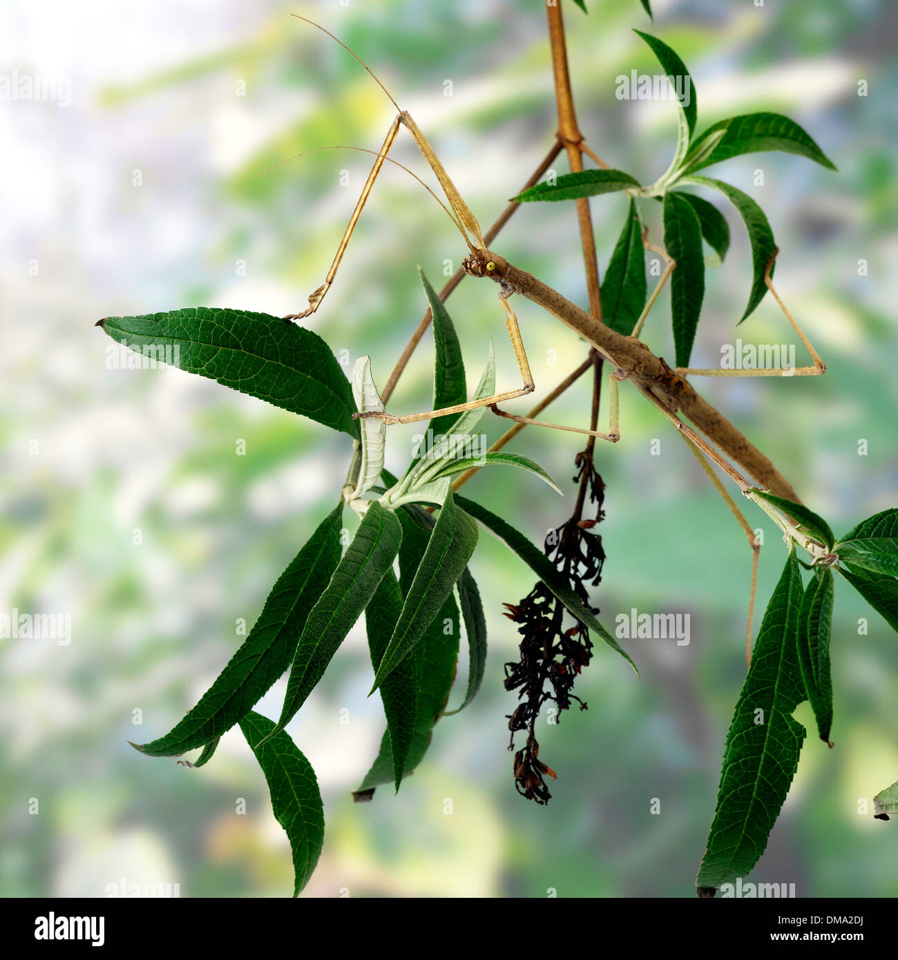 Indian Stick Insect High Resolution Stock Photography and Images - Alamy