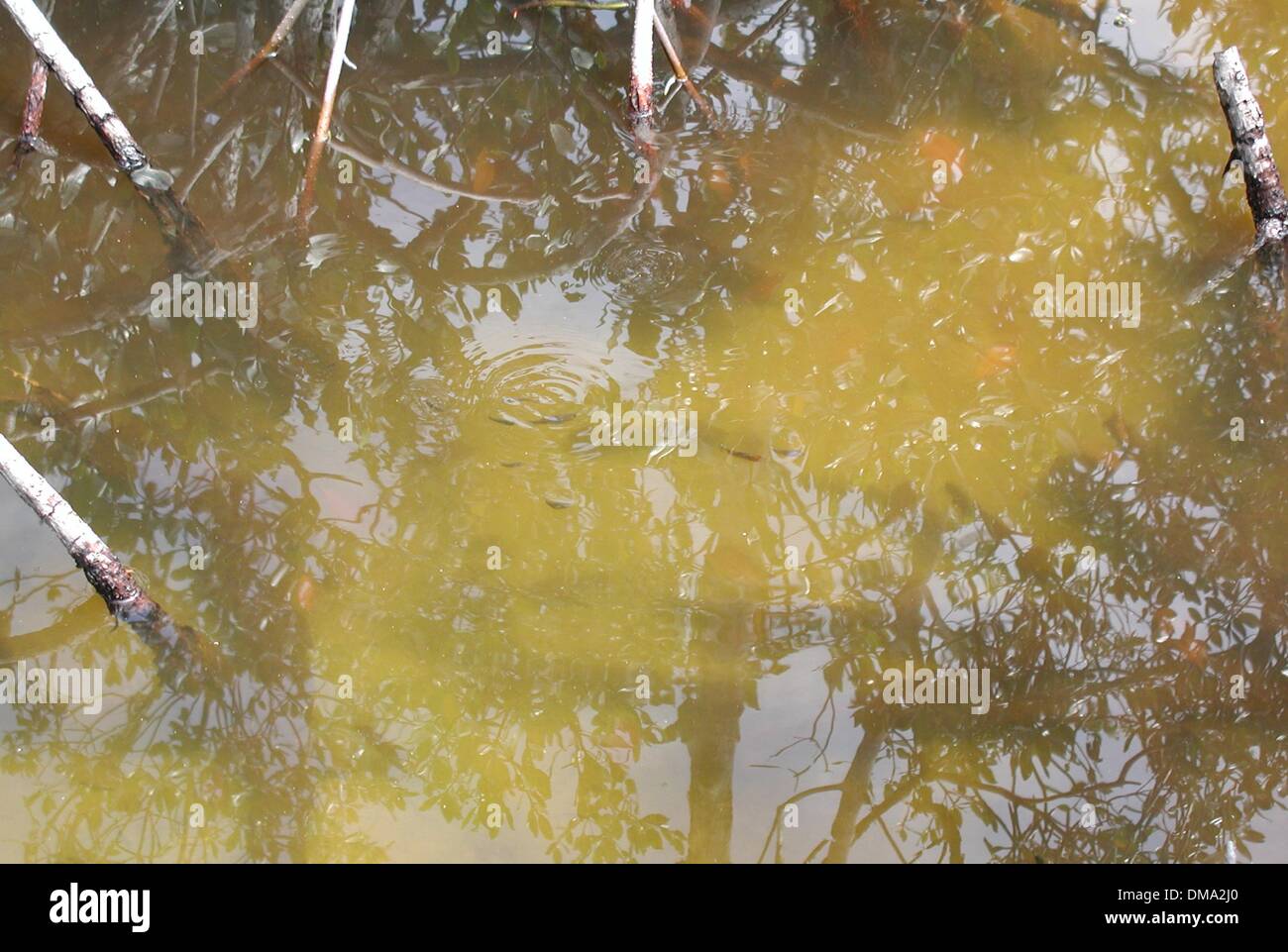 Murky swamp water Stock Vector Images - Alamy