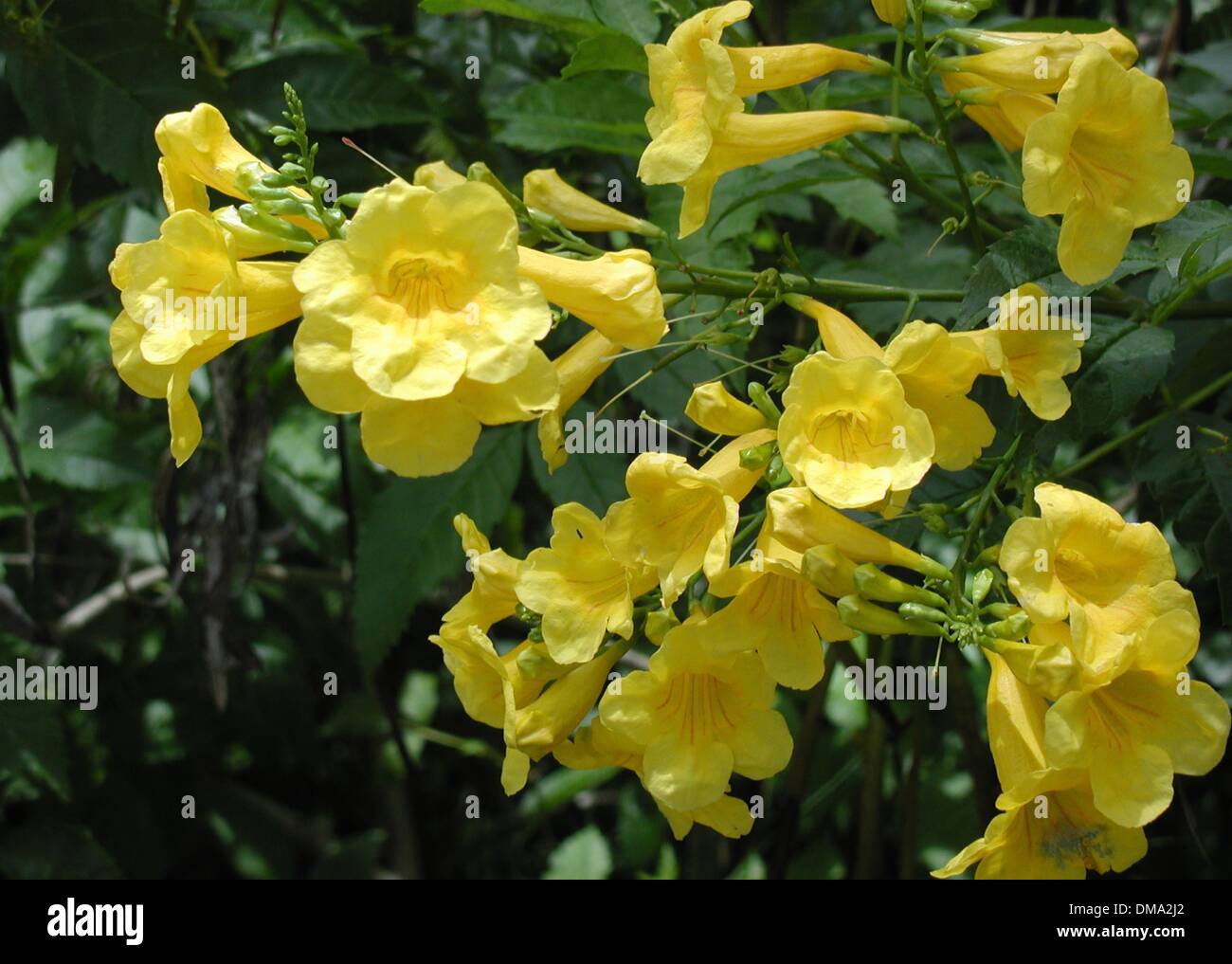 Vine trumpet Stock Vector Images - Alamy