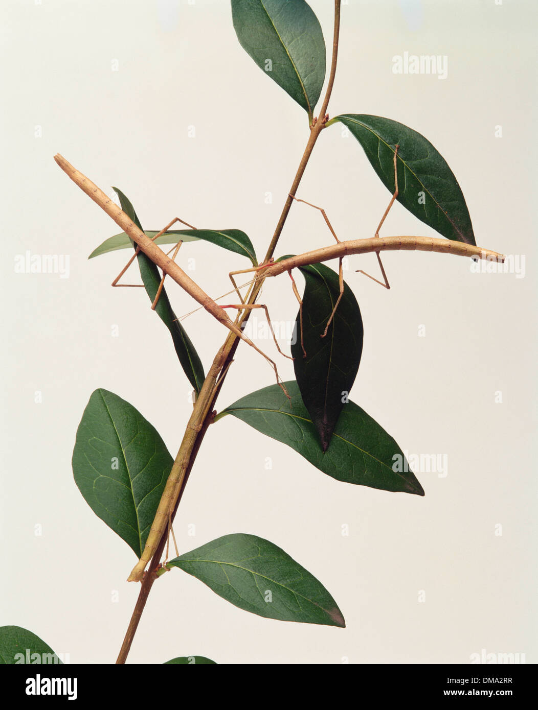 Indian stick insect hi-res stock photography and images - Alamy
