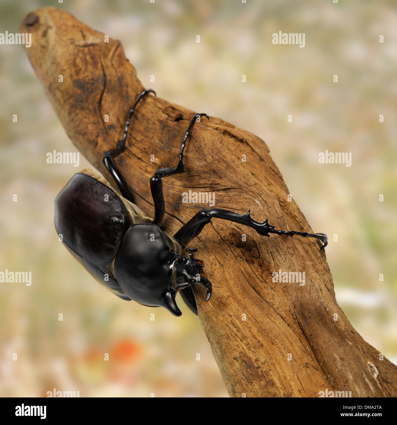 Black stag beetle hi-res stock photography and images - Alamy