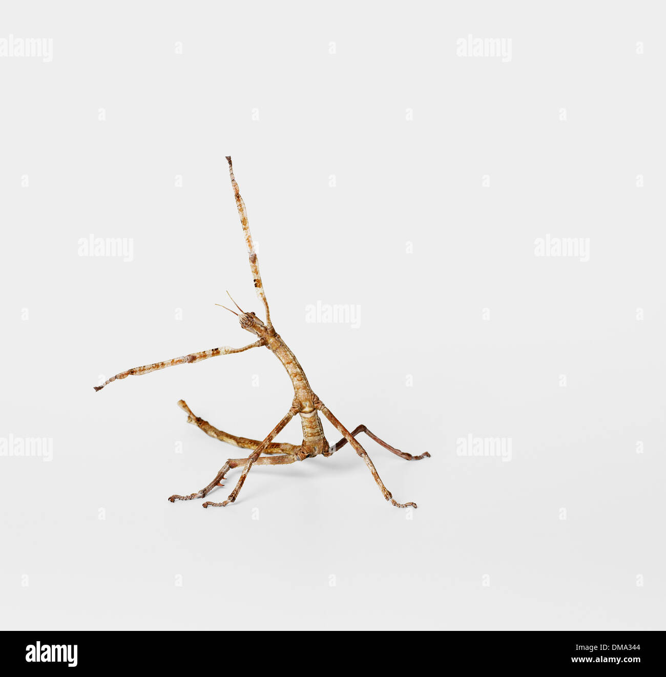 Indian Stick Insect Stock Photo - Alamy