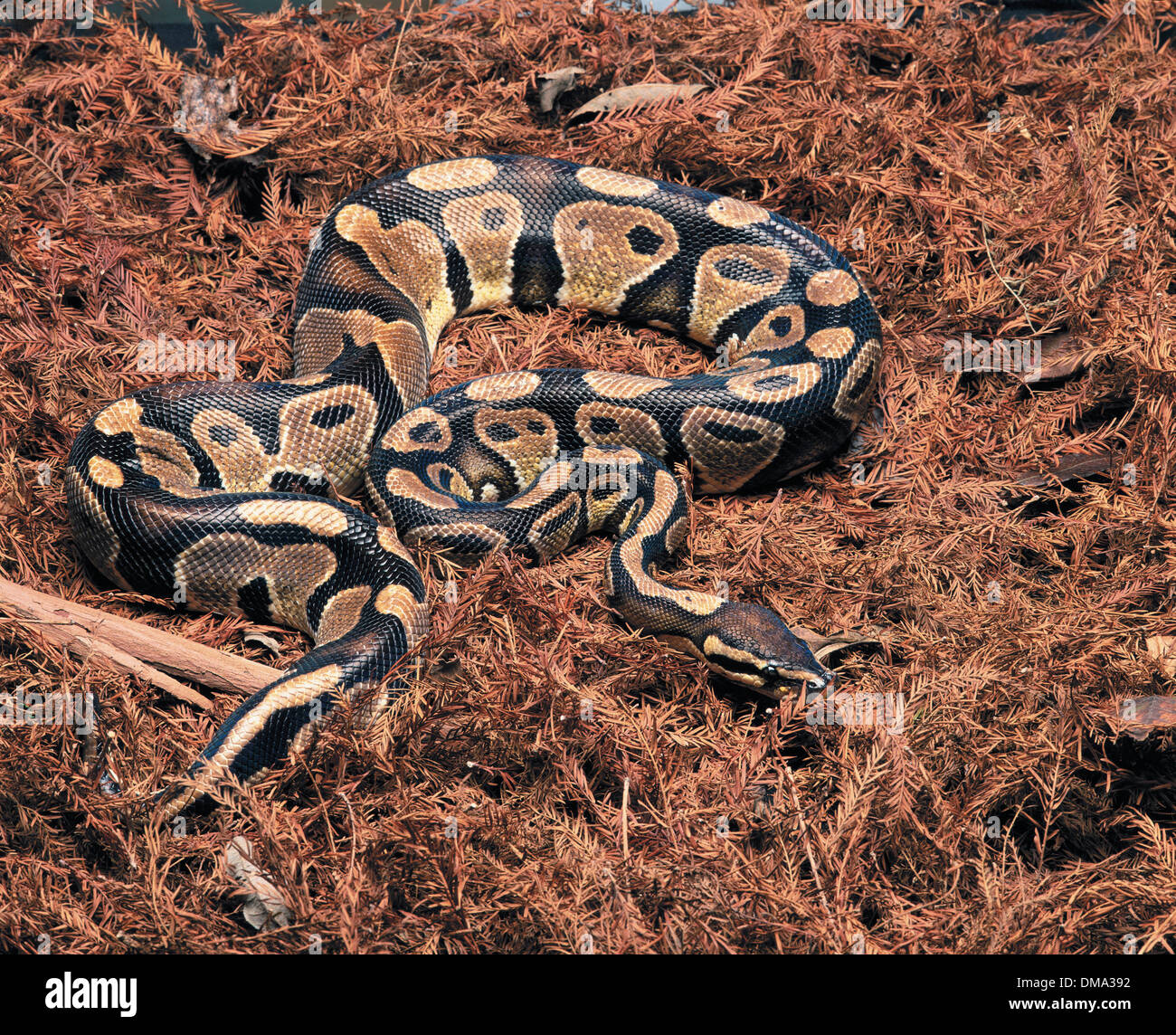 Python snake hi-res stock photography and images - Alamy