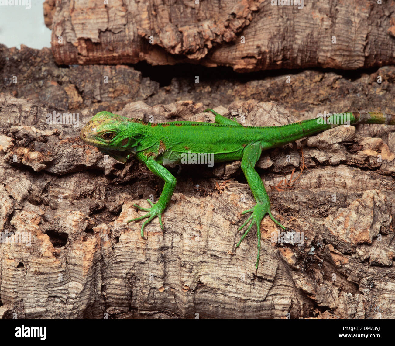 Lizard on branch Stock Photo - Alamy