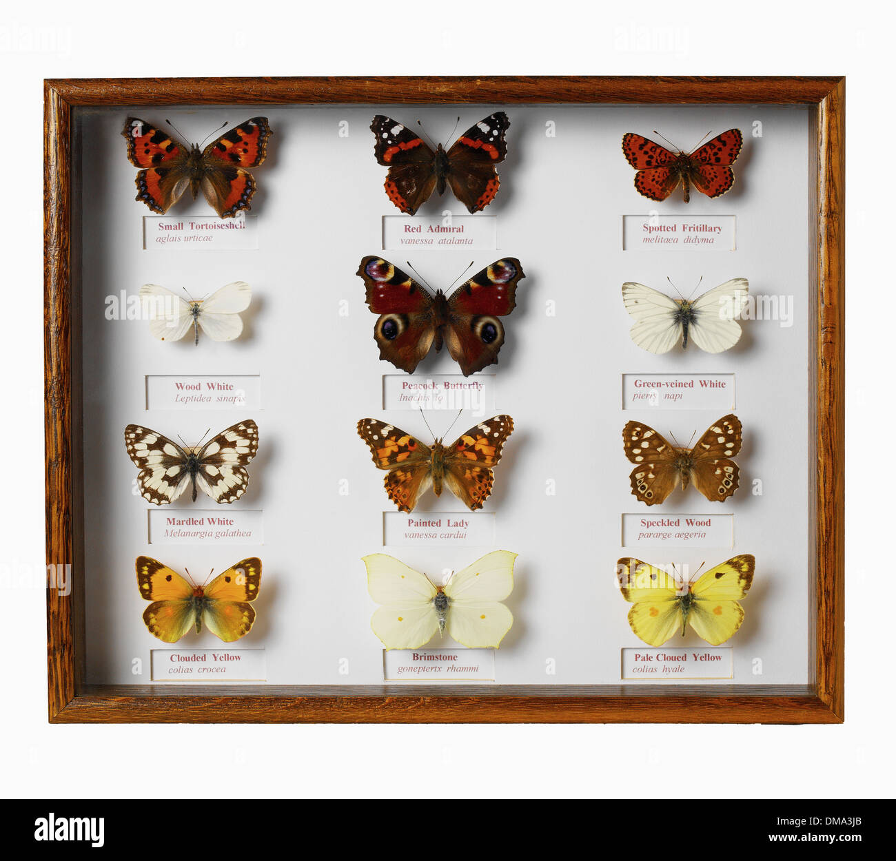 Collection of Butterflies Stock Photo - Alamy