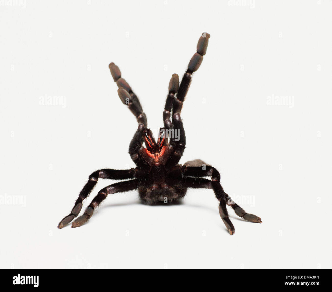 Asian Bird Eating Spider Stock Photo - Alamy