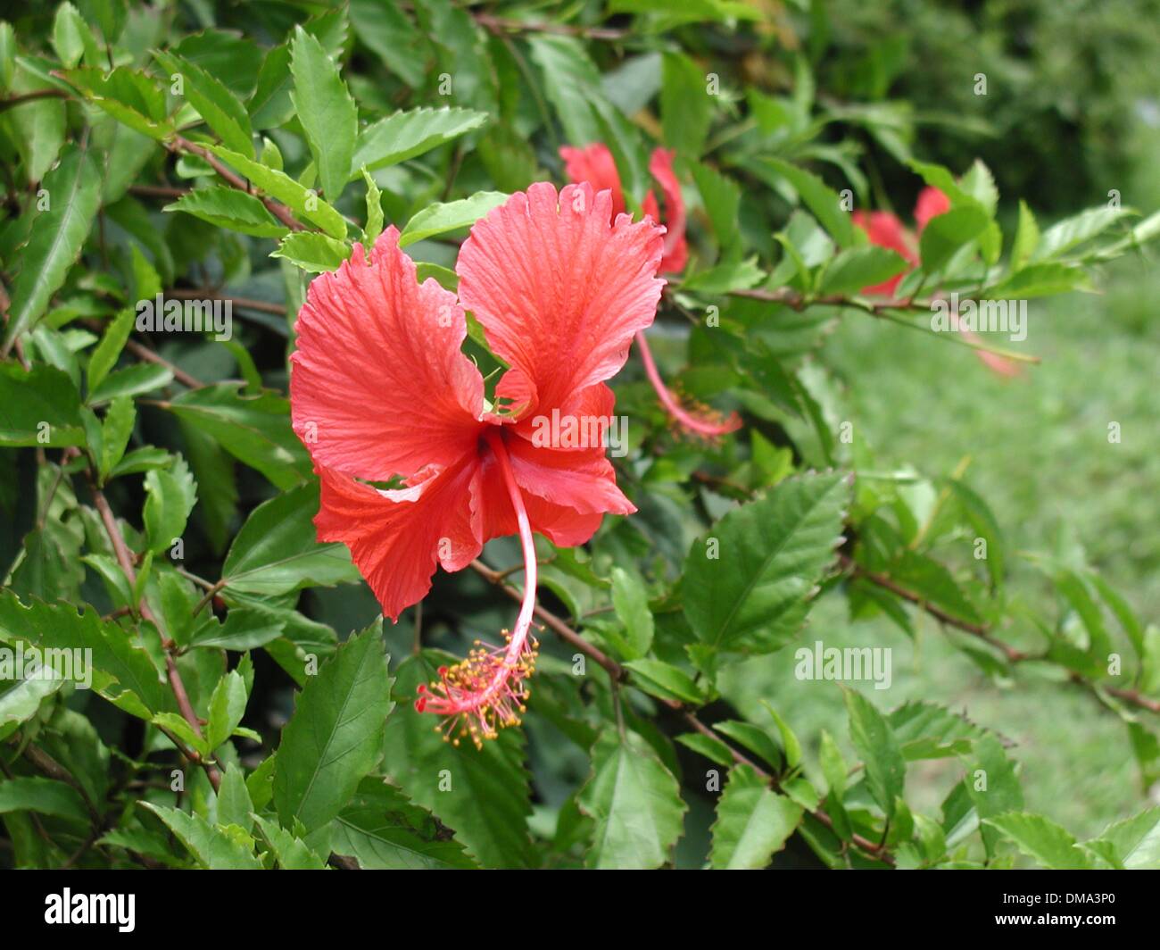 Red hibiscus bush Stock Vector Images - Alamy