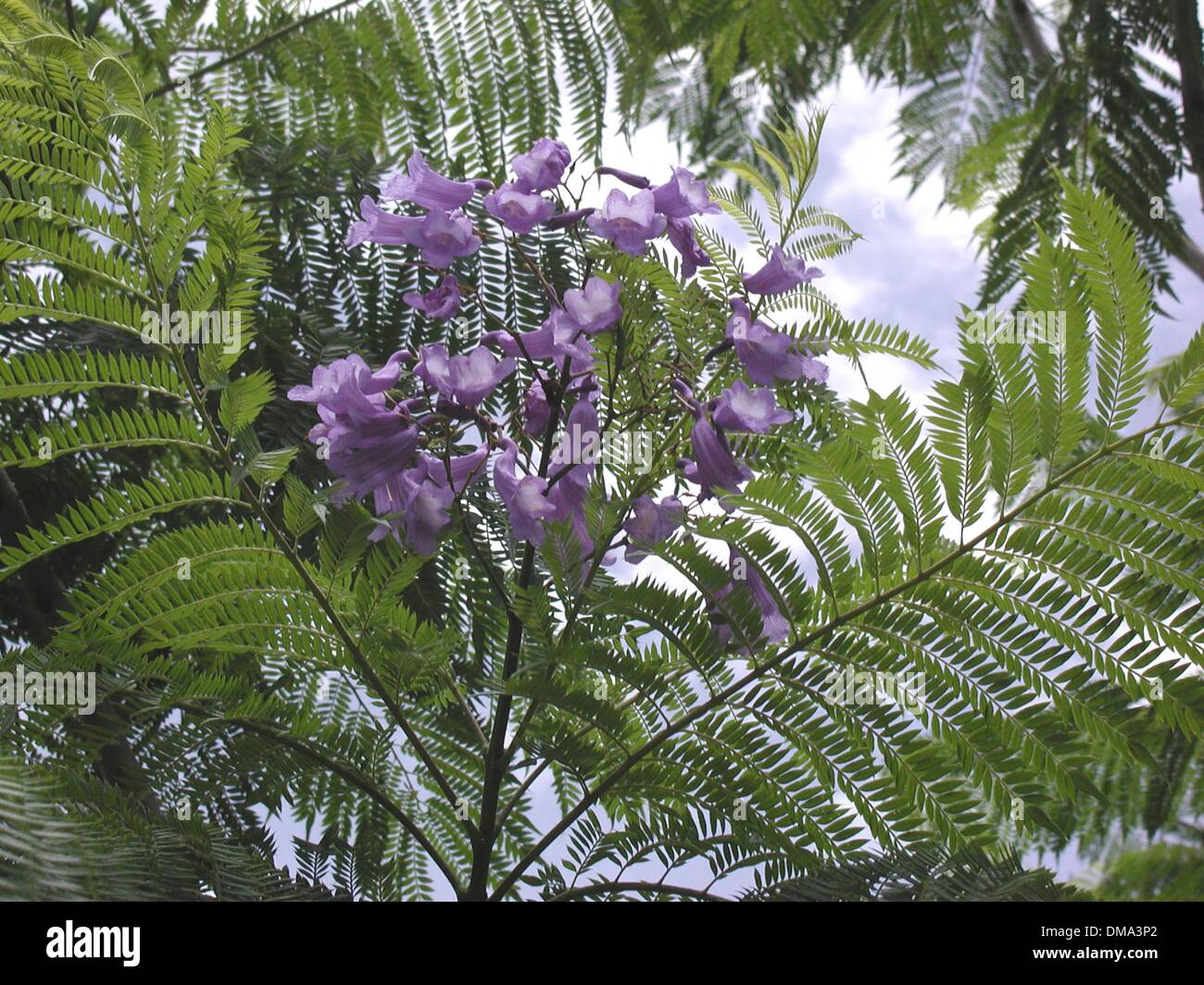 Jacaranda tree with flowers Stock Vector Images - Alamy