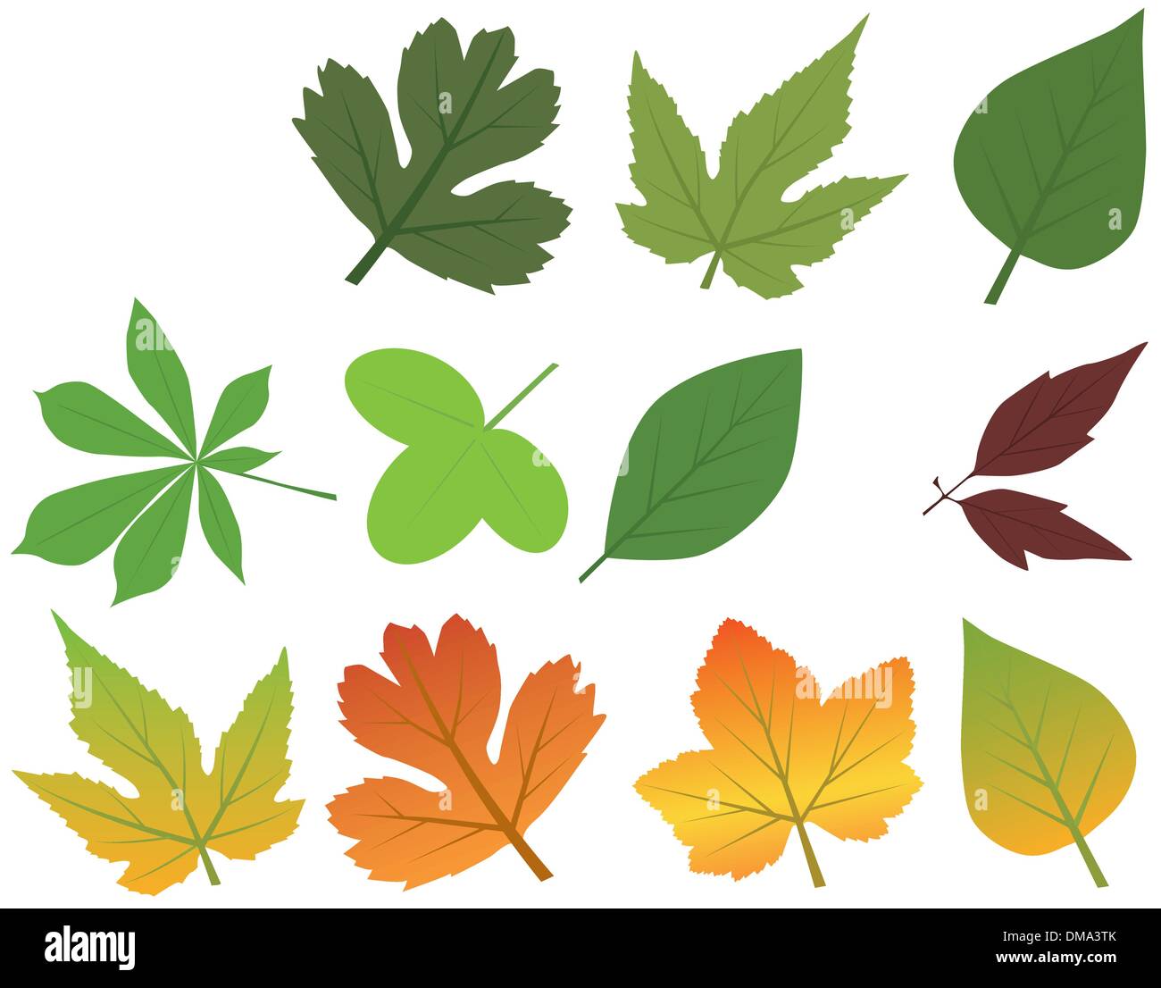 Vector Leaf Collection Stock Vector Image & Art - Alamy