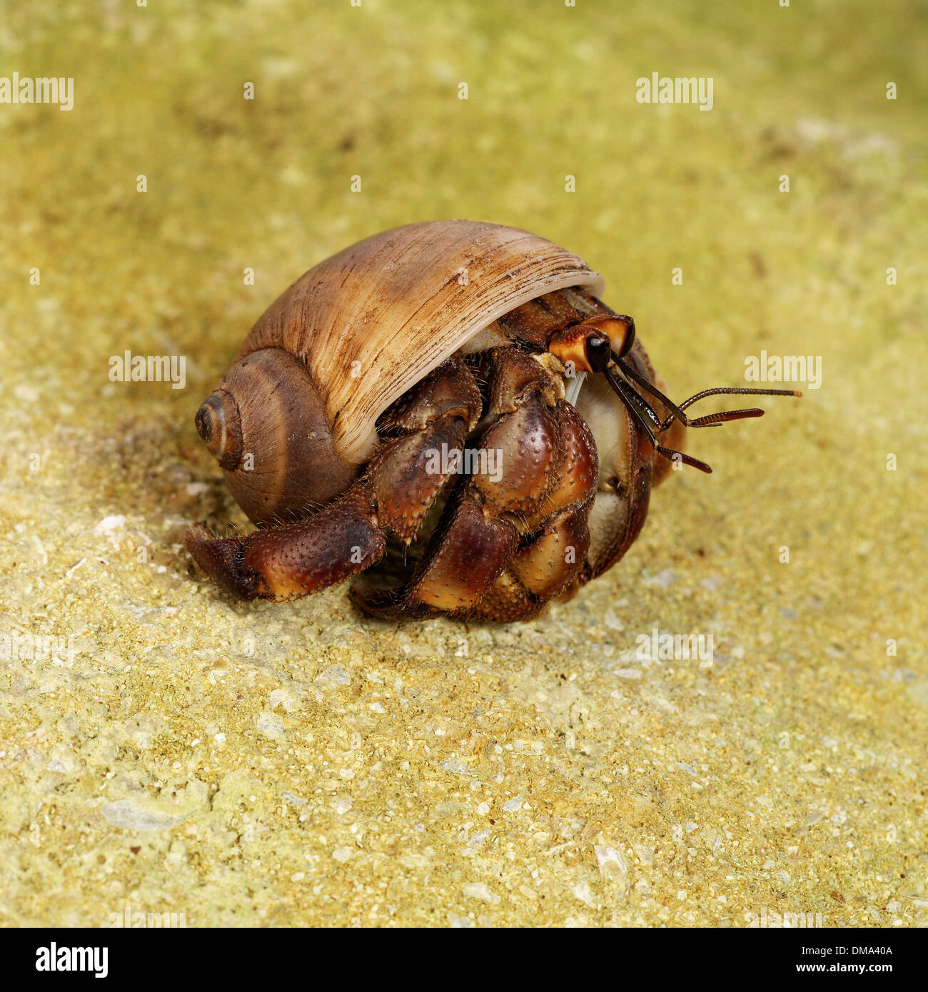 Hermit crab in shell Stock Photo - Alamy
