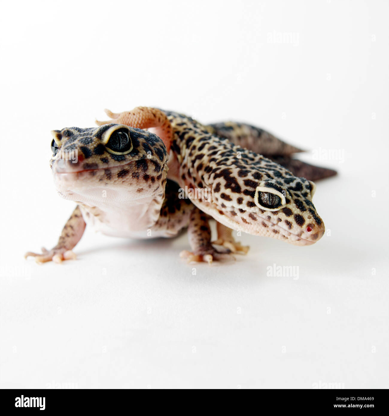 Asian geckos hi-res stock photography and images - Alamy