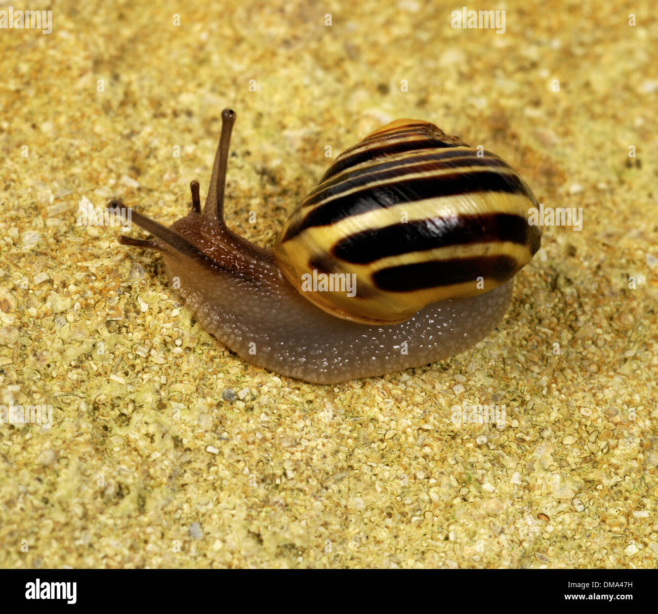 snail on rock Stock Photo - Alamy