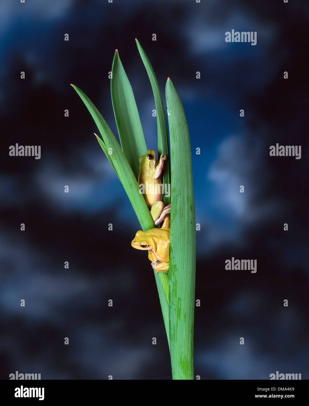 two frogs on plant Stock Photo - Alamy