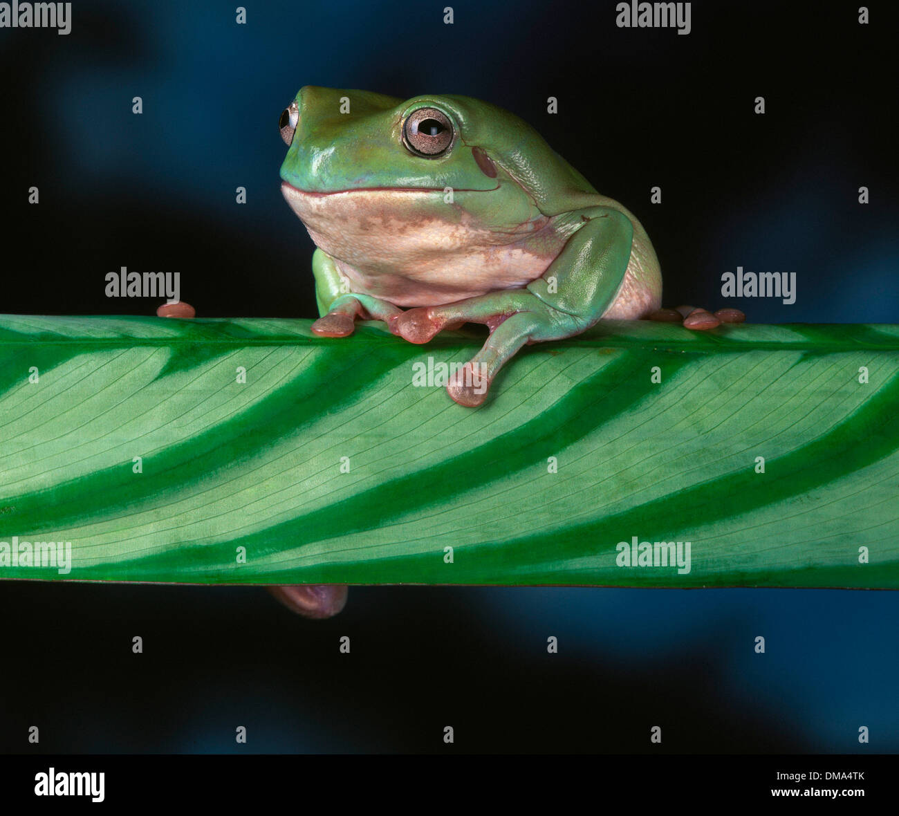 Whites Treefrog High Resolution Stock Photography and Images - Alamy
