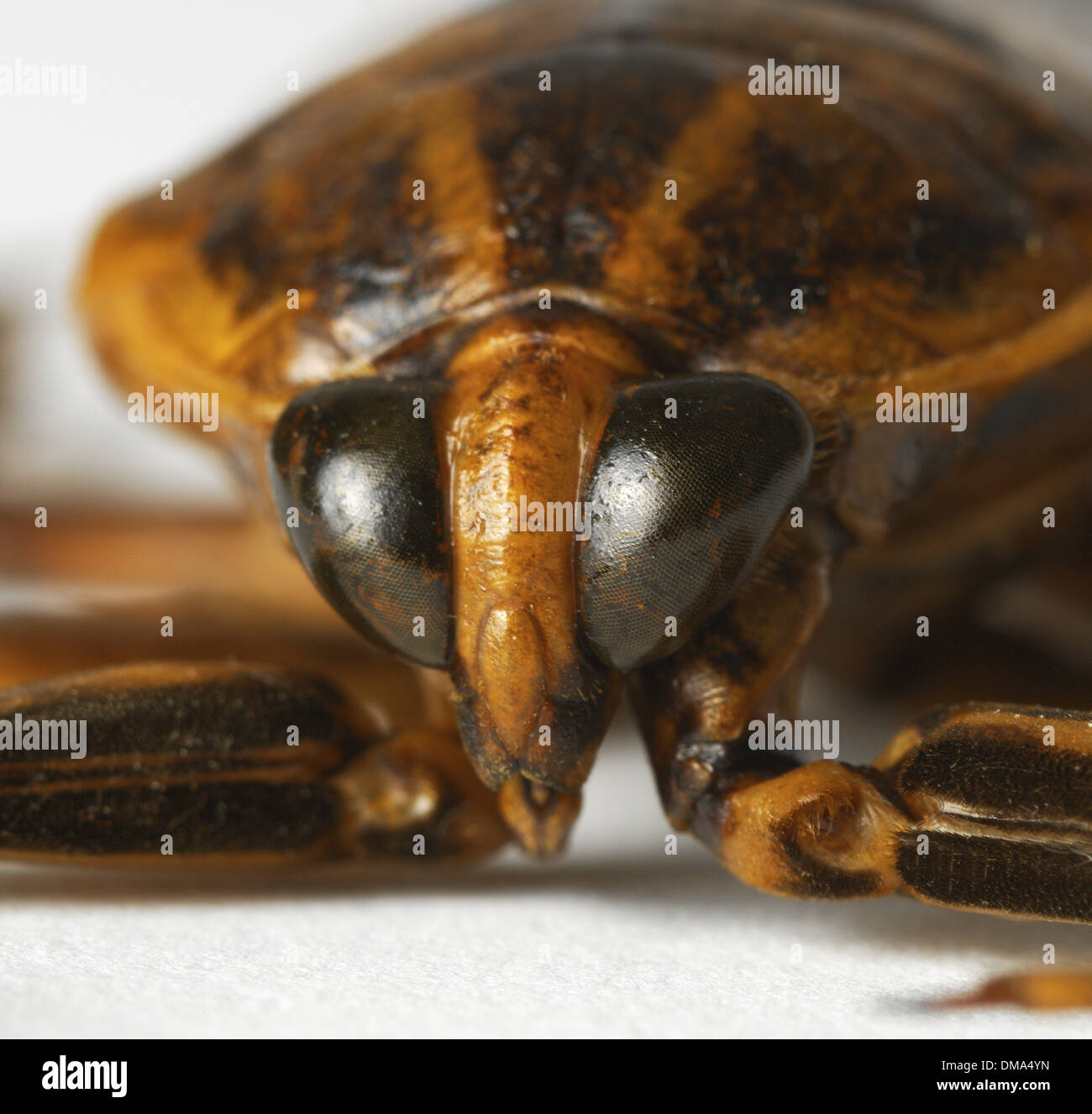 Insect eyes up close hi-res stock photography and images - Alamy