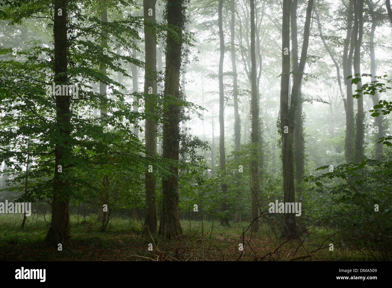 Deciduous woods hi-res stock photography and images - Alamy