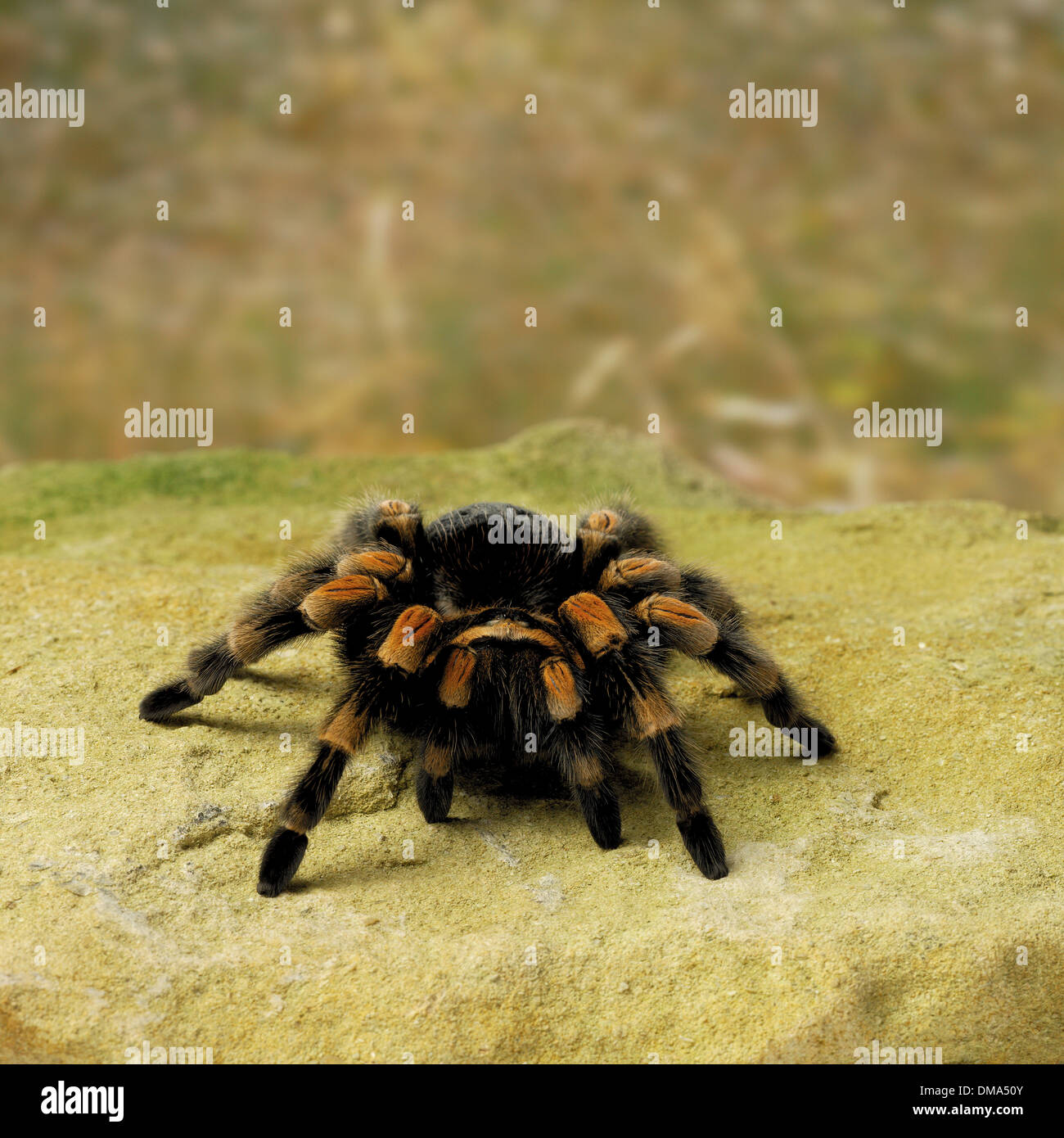 Docile tarantula hi-res stock photography and images - Alamy