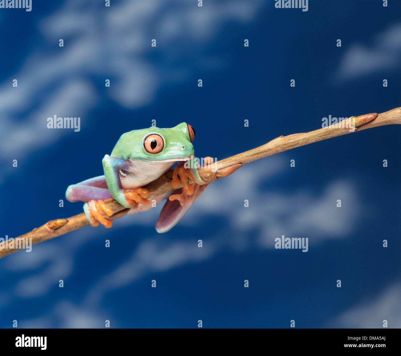 Red eyed tree frog on branch Stock Photo - Alamy