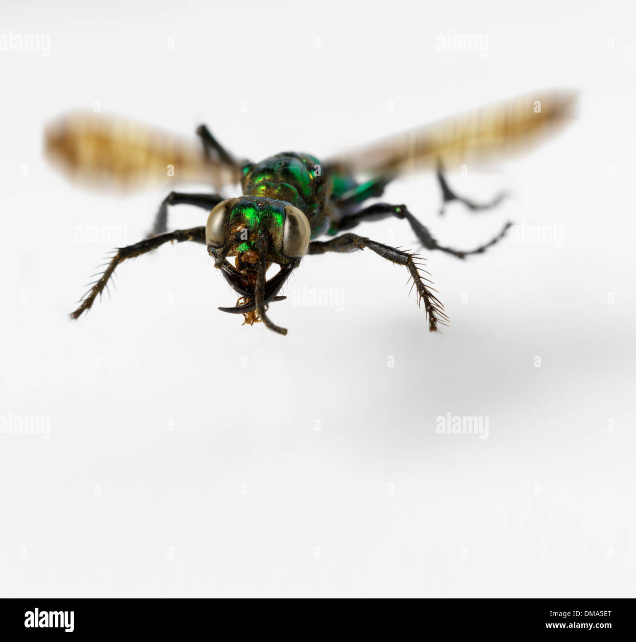 Tropical wasp hi-res stock photography and images - Alamy