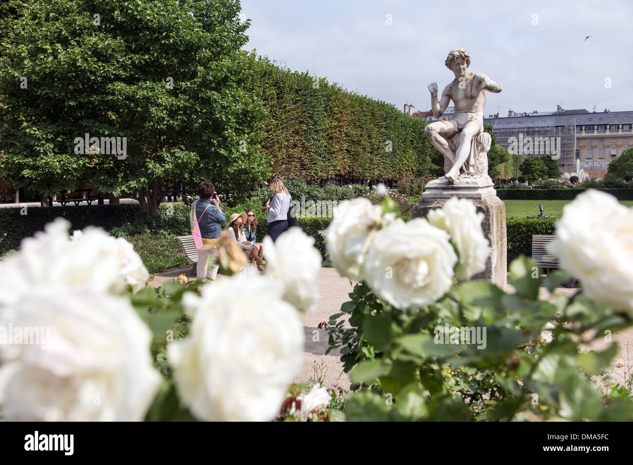 THE WHITE ROSES IN THE GARDEN OF THE PALAIS ROYAL, PARIS (75), FRANCE ...