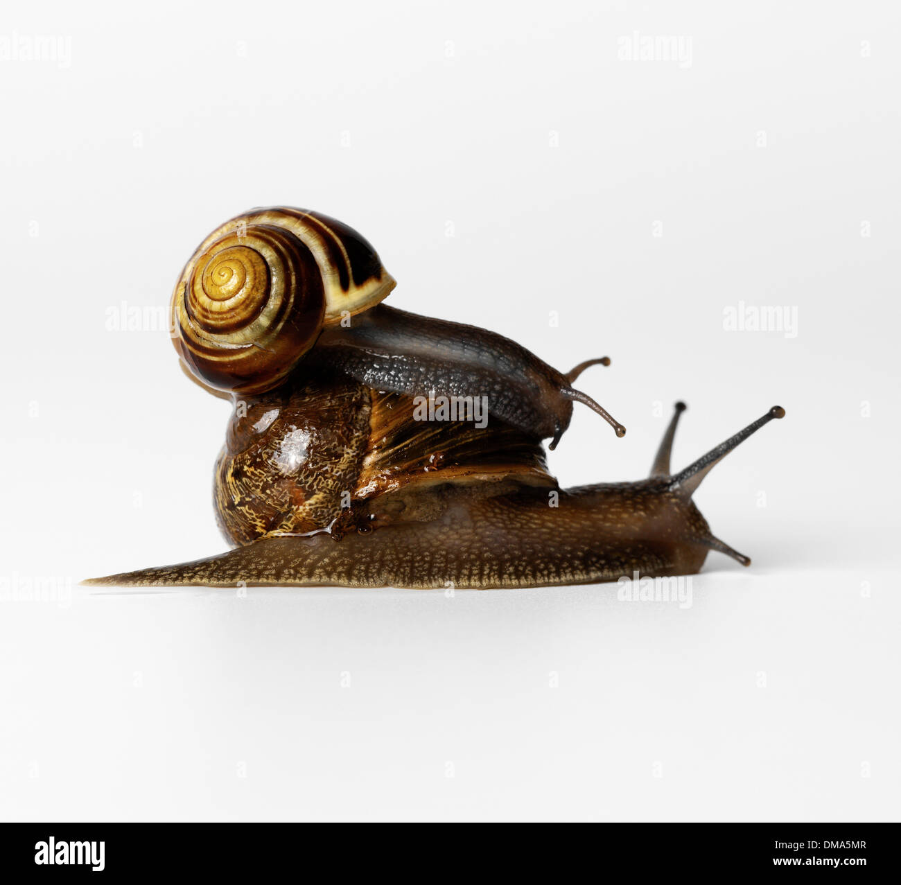 Snails climbing hi-res stock photography and images - Alamy