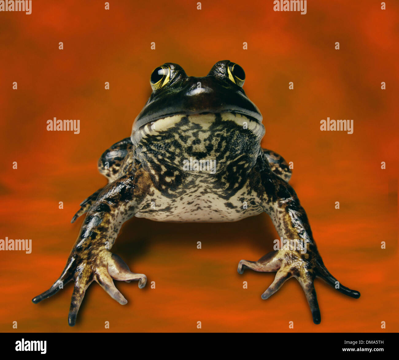 Toad in the studio Stock Photo - Alamy