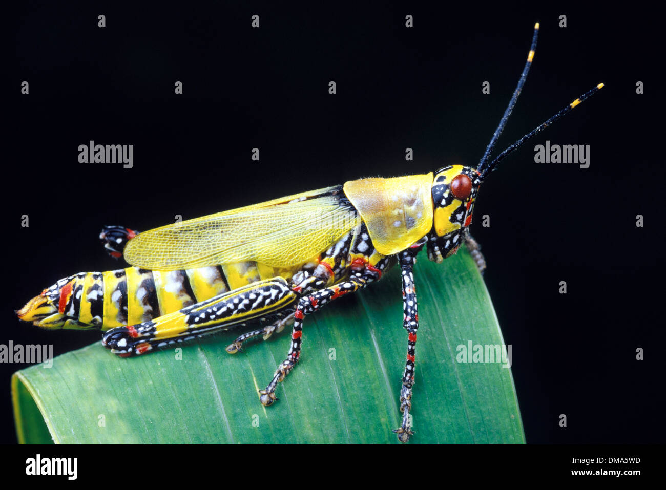 Locust swarm crop hi-res stock photography and images - Alamy
