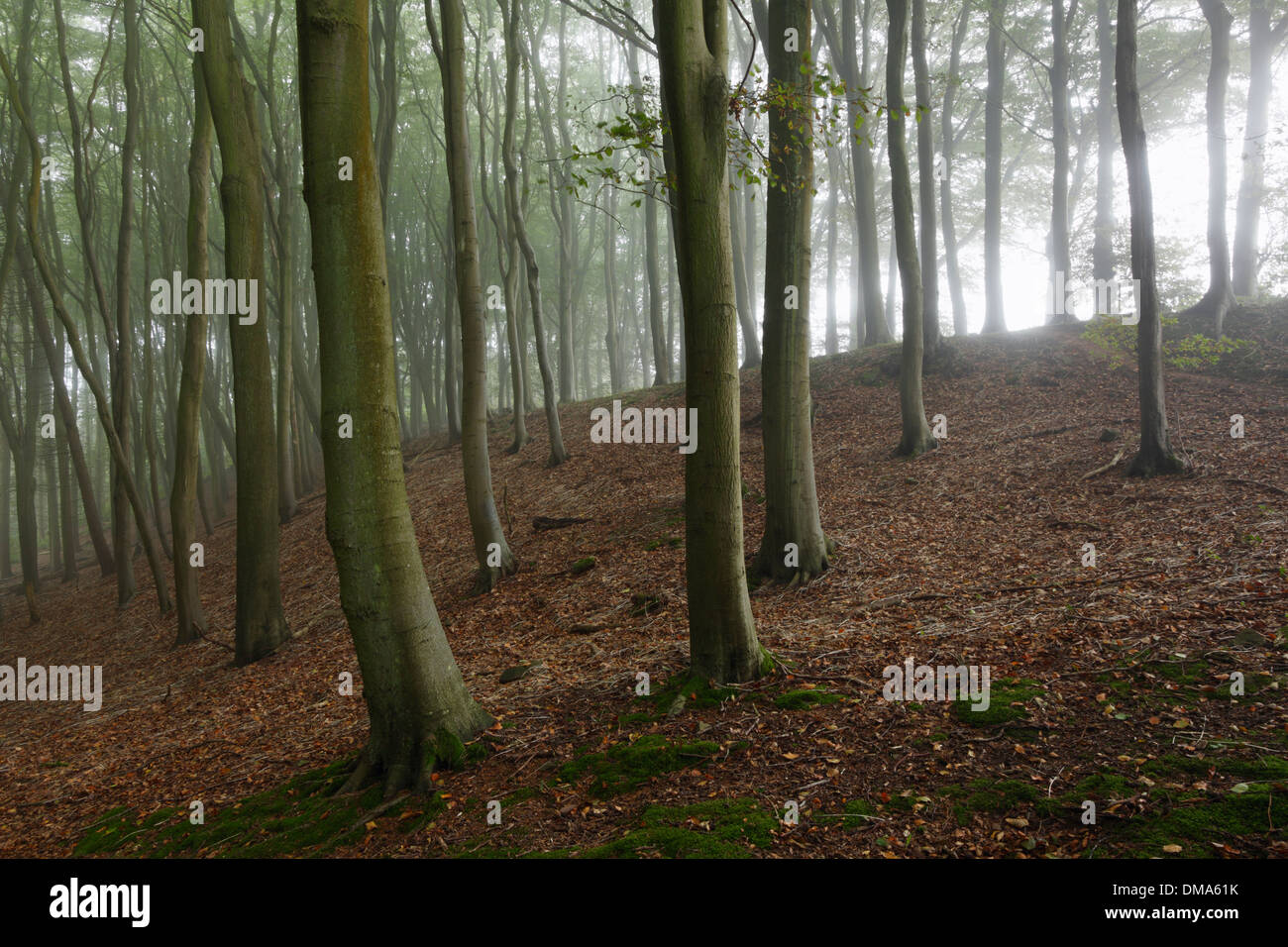 Beech tree mist hi-res stock photography and images - Alamy