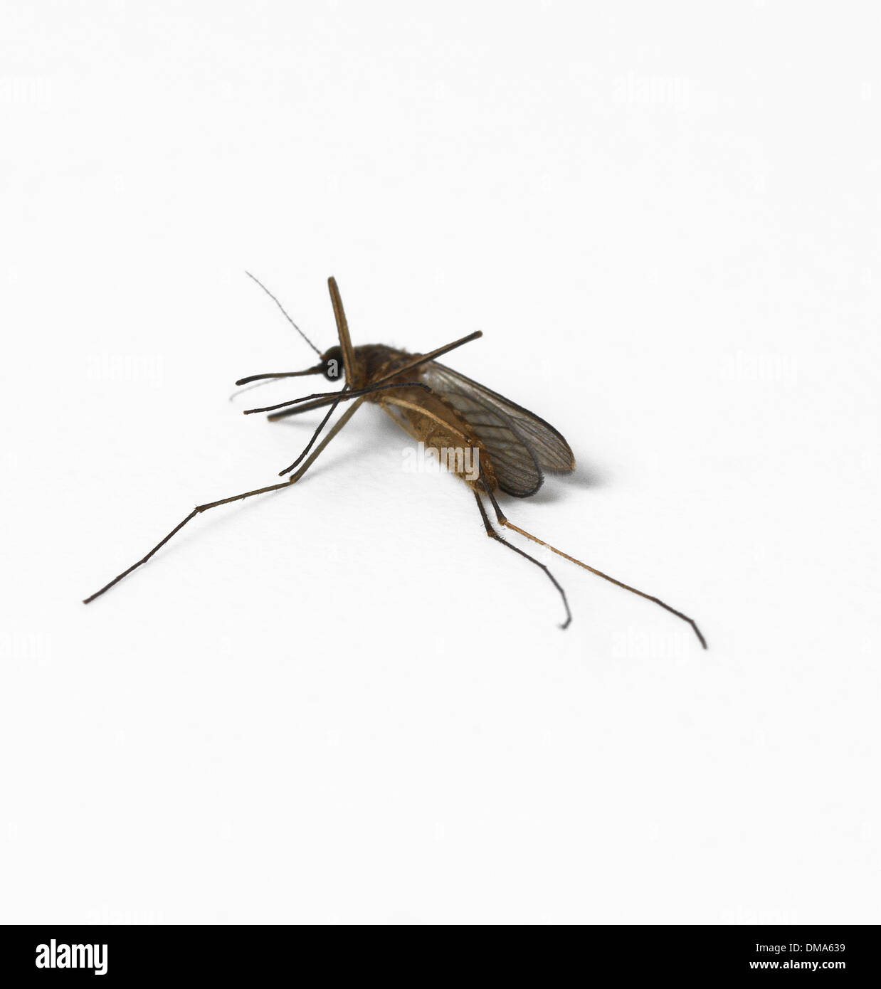 Dead mosquito hi-res stock photography and images - Alamy