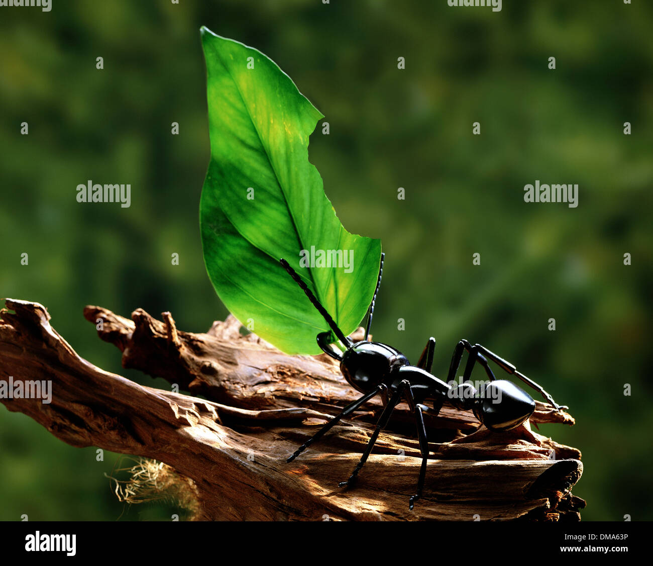 Leaf cutter Ant Stock Photo - Alamy