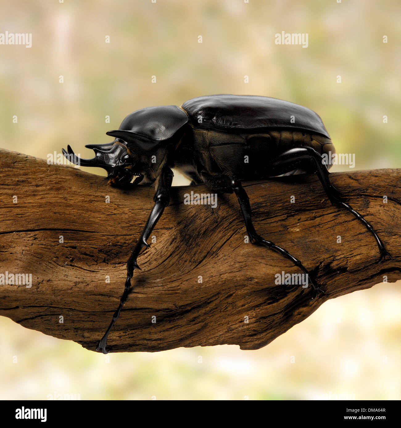 Beetle mandibles hi-res stock photography and images - Alamy