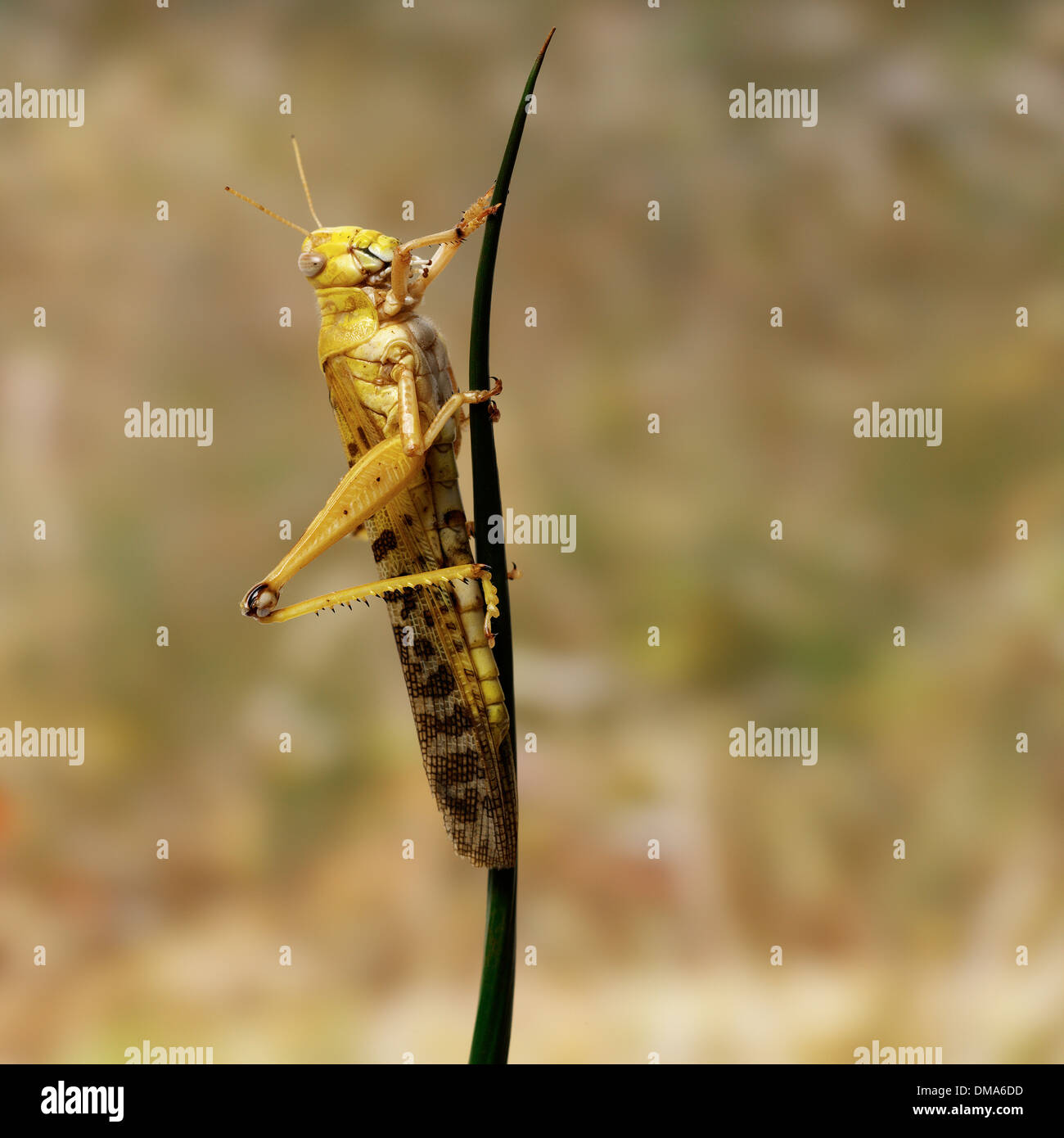 Locusts crops hi-res stock photography and images - Alamy