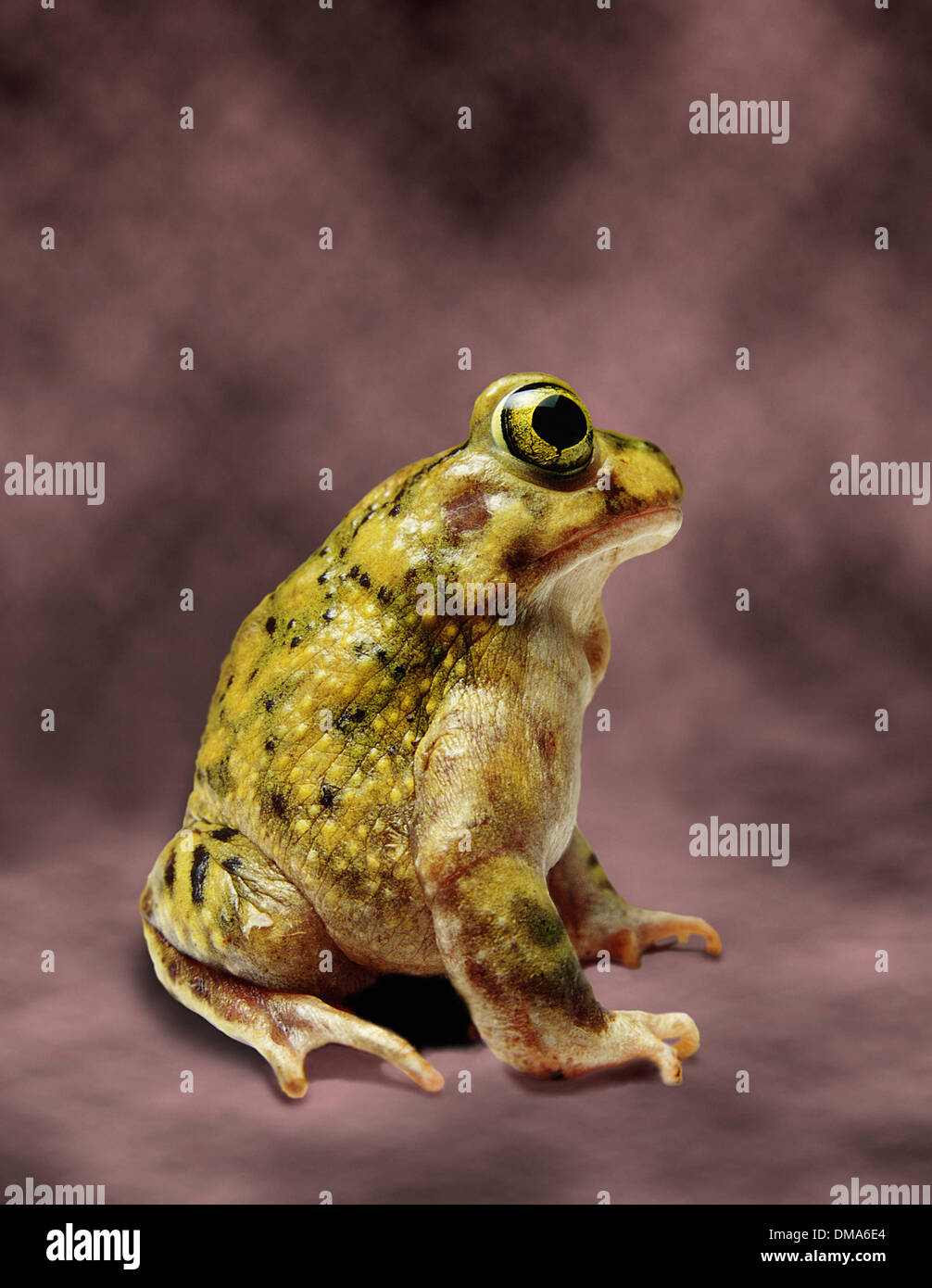 Yellow toad hi-res stock photography and images - Alamy