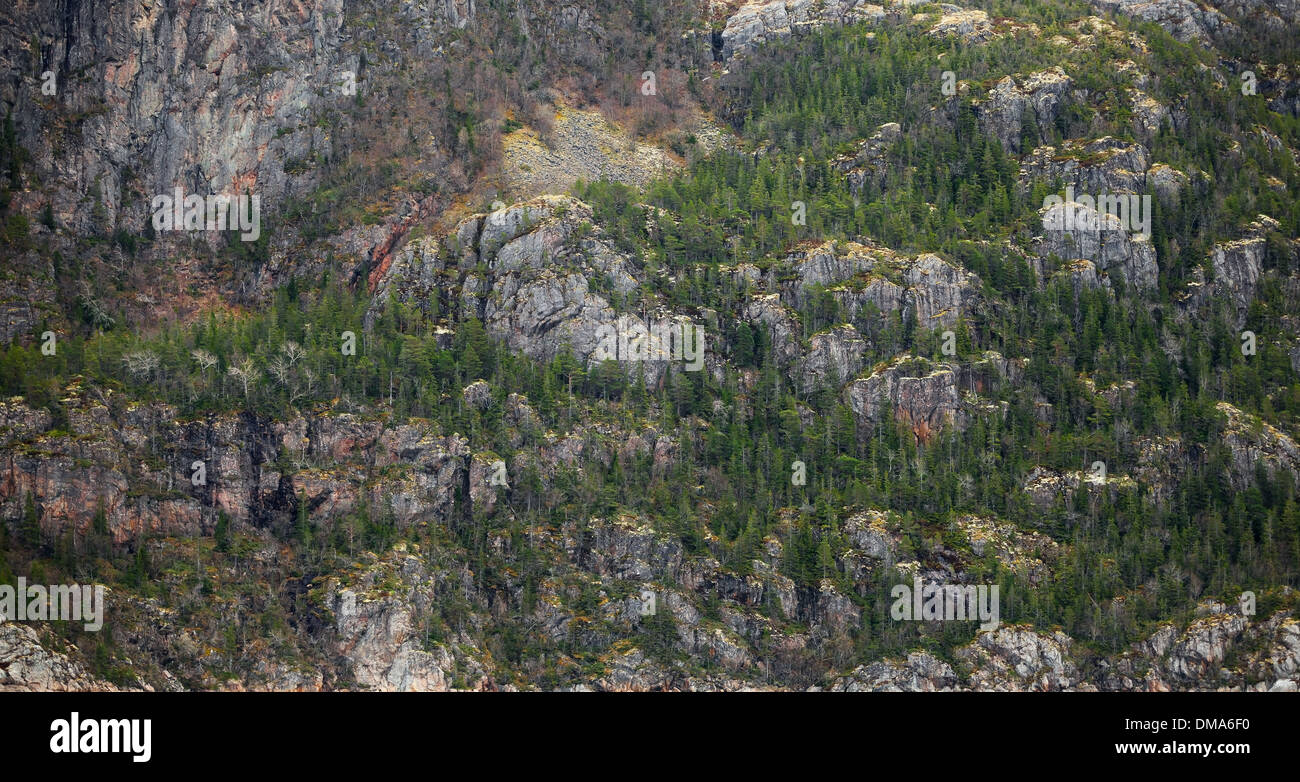 Norwegian nature background texture. Small trees and moss grow on ...