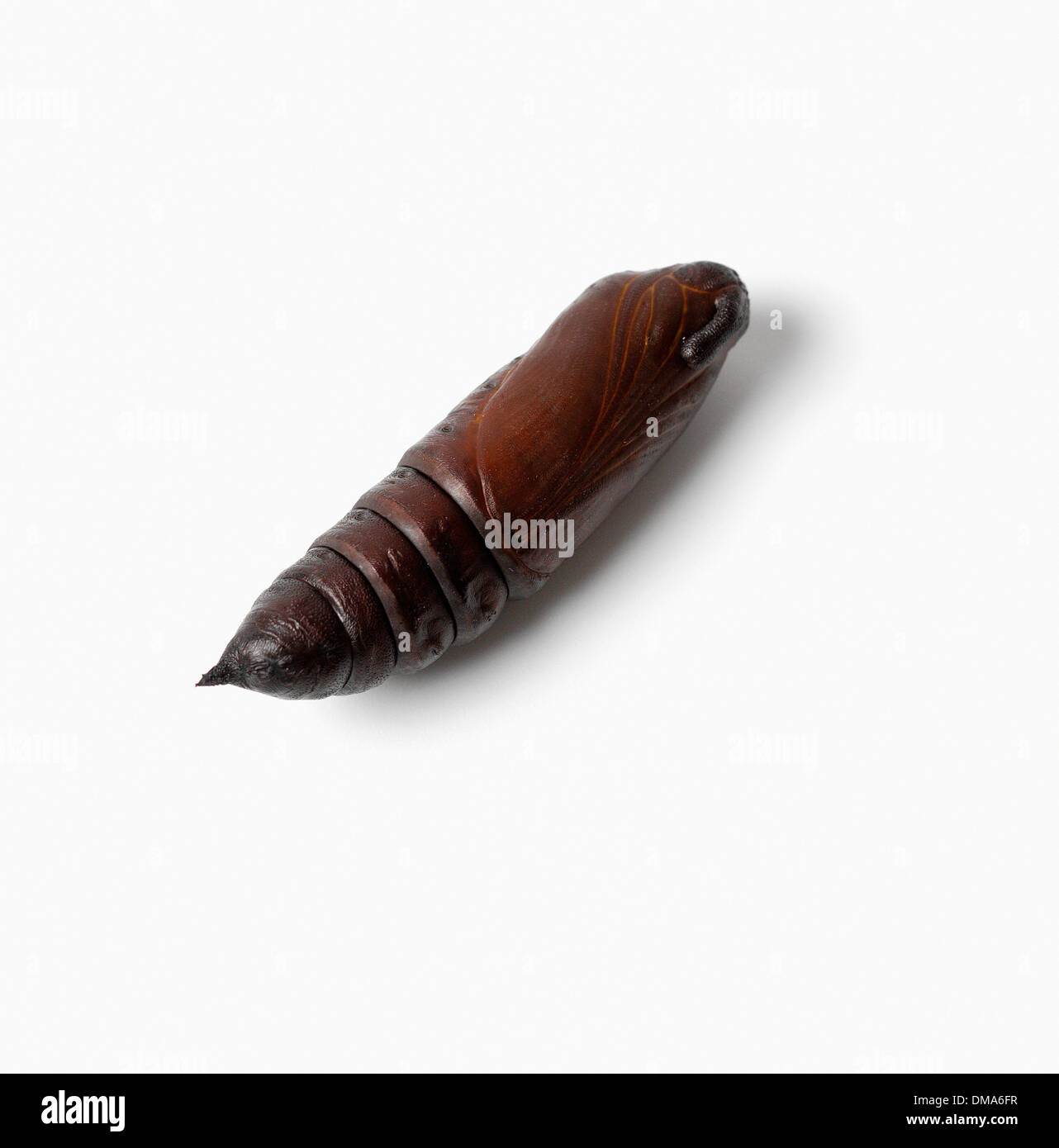 Moth pupa hi-res stock photography and images - Alamy