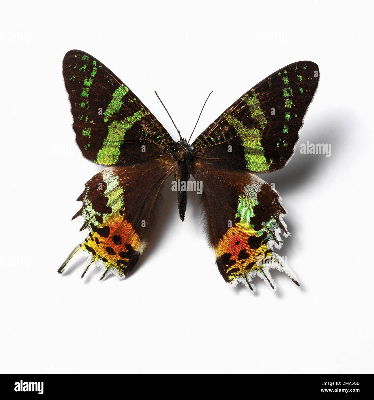 Urania ripheus hi-res stock photography and images - Alamy