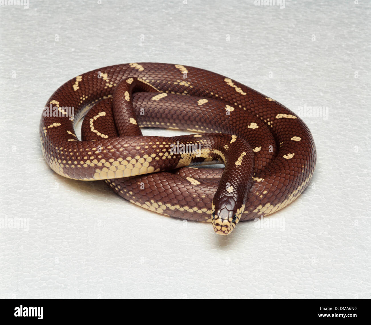 Kingsnake yellow hi-res stock photography and images - Alamy