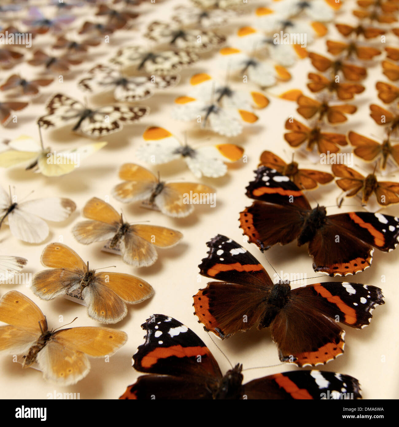 Butterfly specimens hi-res stock photography and images - Alamy