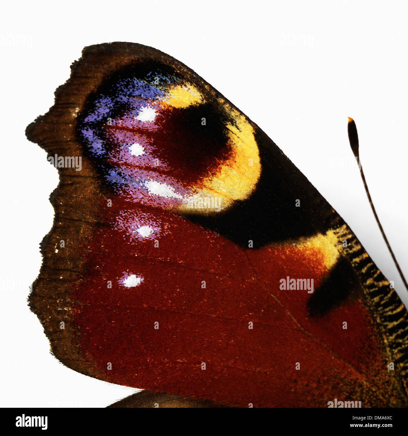 Section of wing hi-res stock photography and images - Alamy