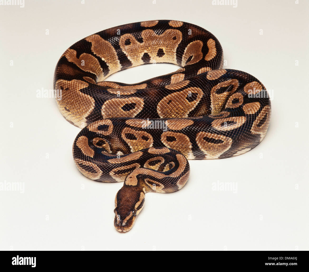 West african python hi-res stock photography and images - Alamy
