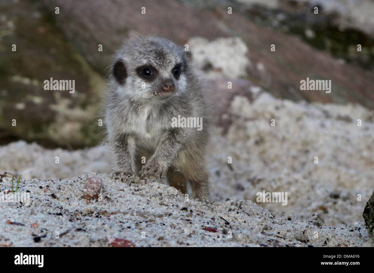 Meerkat cubs which have been born to mum Annie. Nov 12 2013. The pups ...