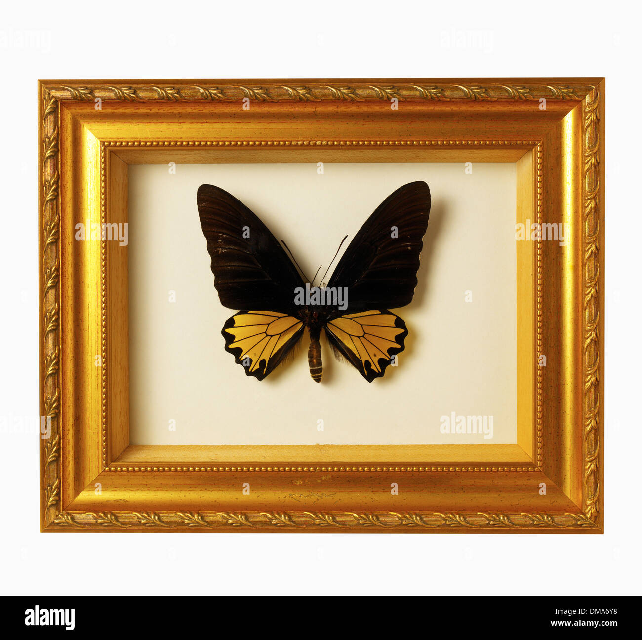 Framed butterflies hi-res stock photography and images - Alamy
