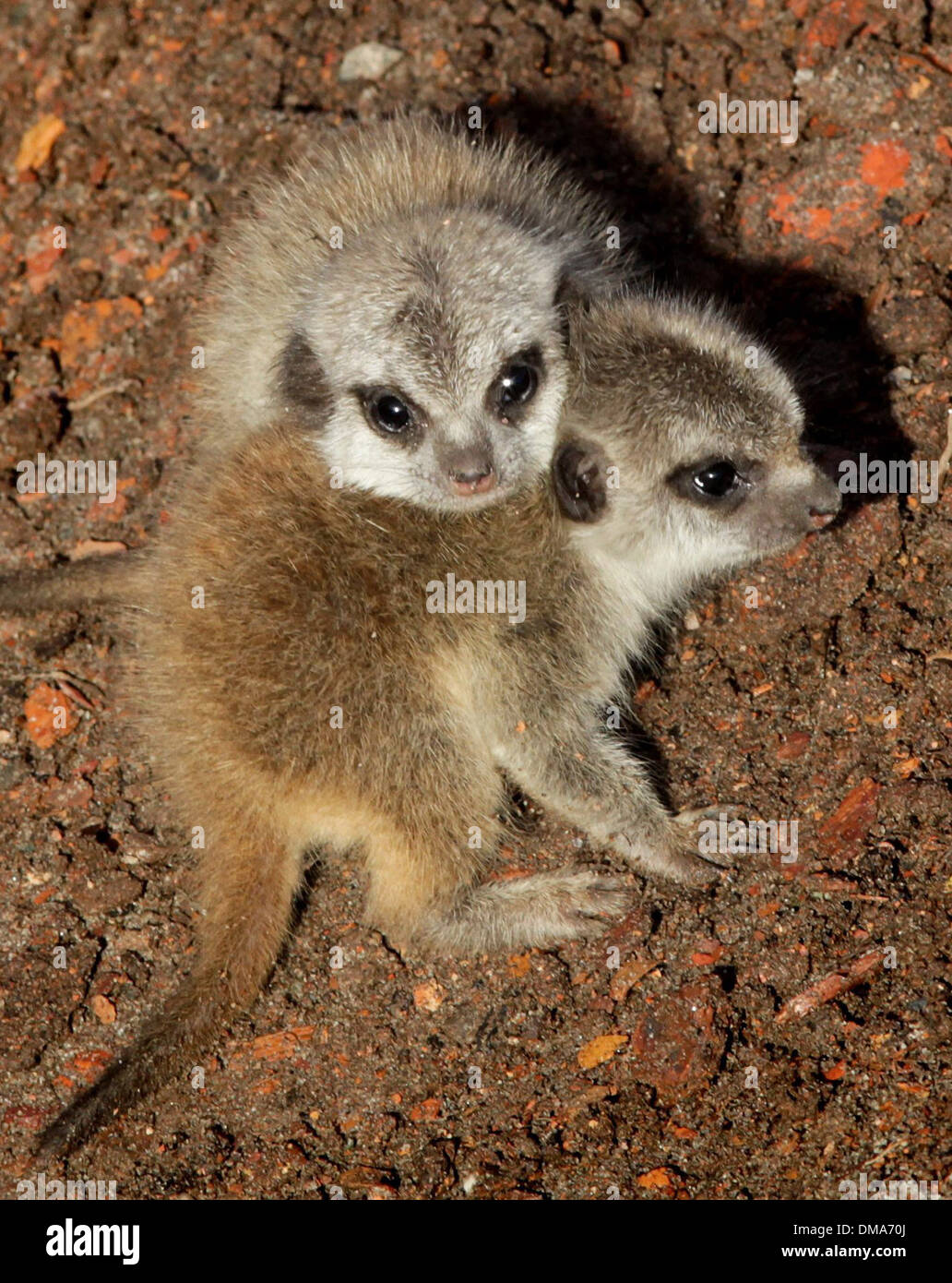 Female meerkats hi-res stock photography and images - Alamy