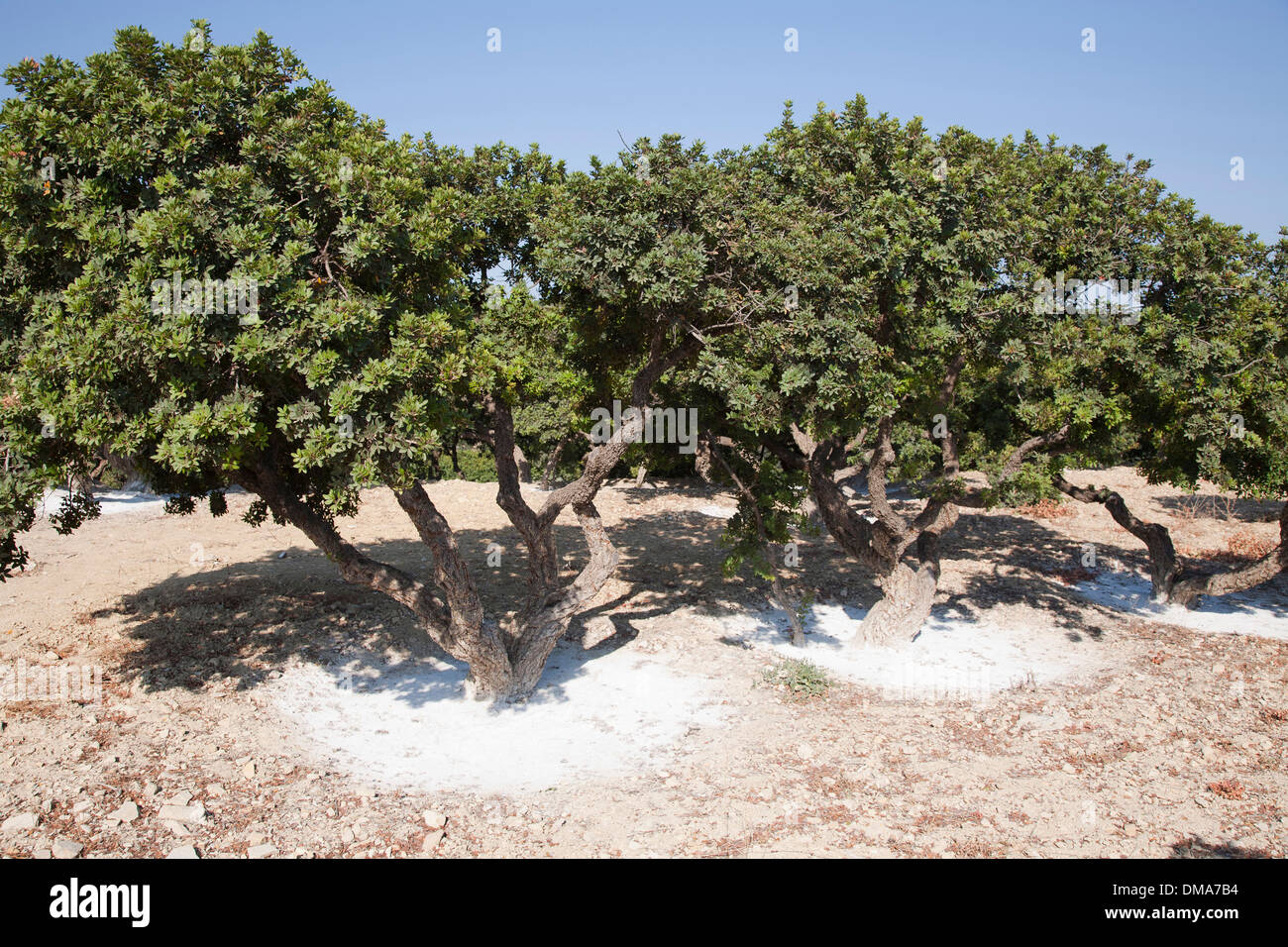 mastic tree, island of chios, north east aegean sea, greece, europe ...